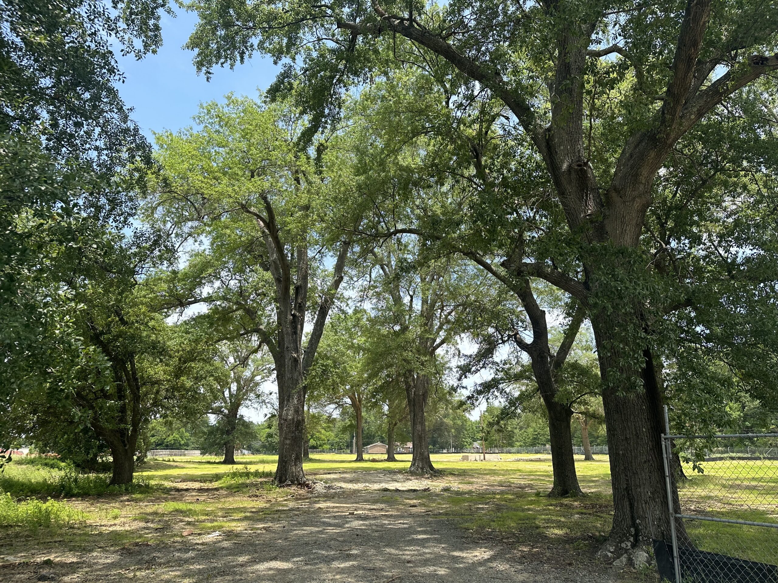 Beautiful Pines in Texarkana | GoTXK